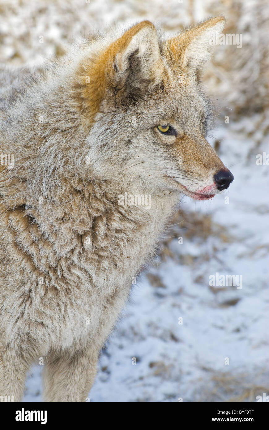 A close up side view portrait image of a wild coyote Stock Photo - Alamy