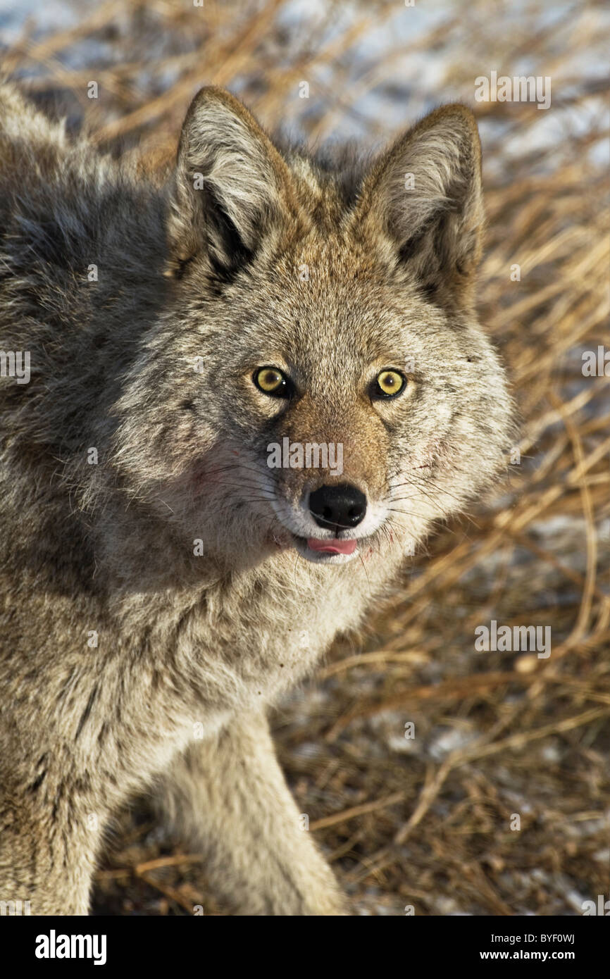 A close up portrait image of a wild coyote Stock Photo - Alamy