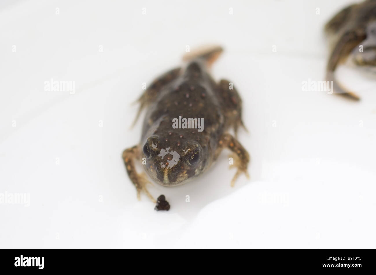 Spadefoot Toad Tadpole High Resolution Stock Photography and Images - Alamy