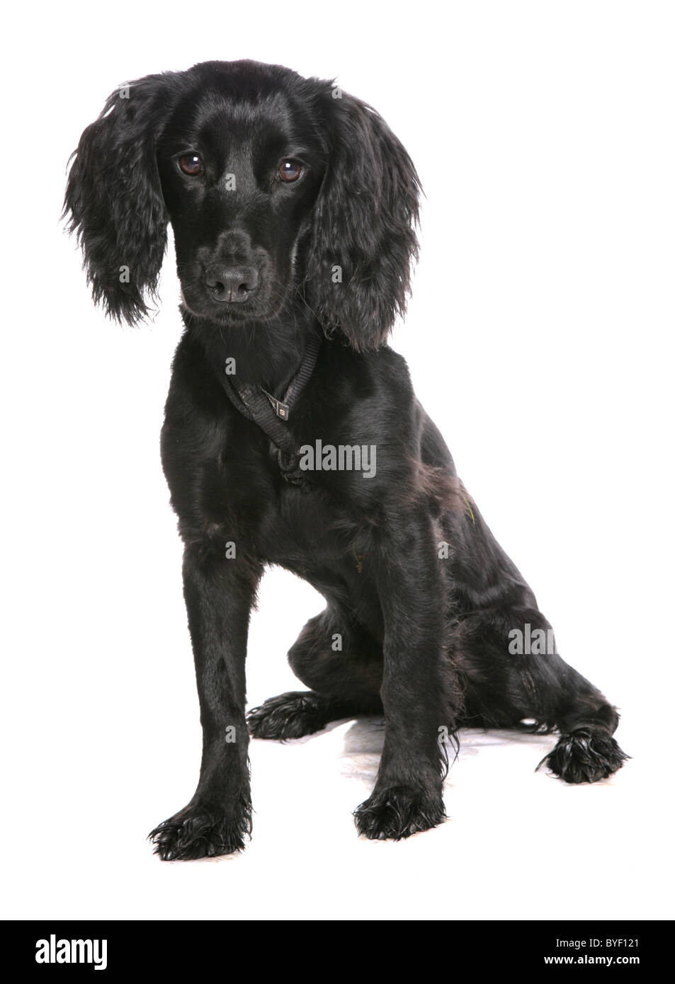 black spaniel dog sitting studio Stock Photo - Alamy