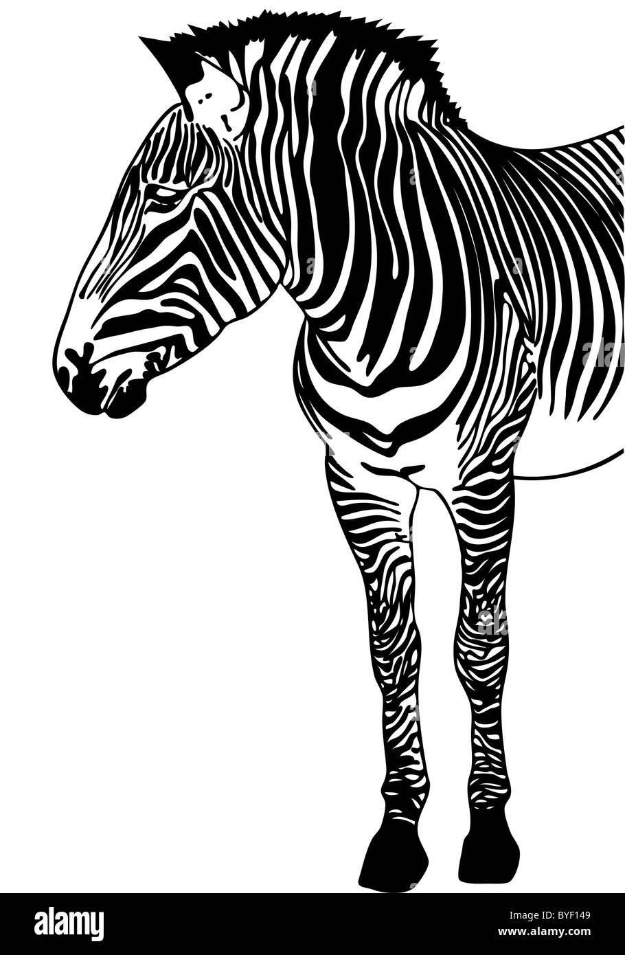 Hand drawn sketch of a Zebra Stock Photo - Alamy
