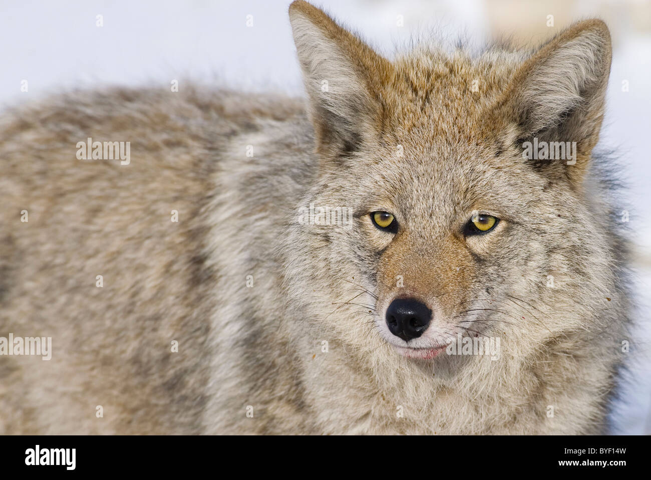 A close up portrait image of a wild coyote Stock Photo - Alamy