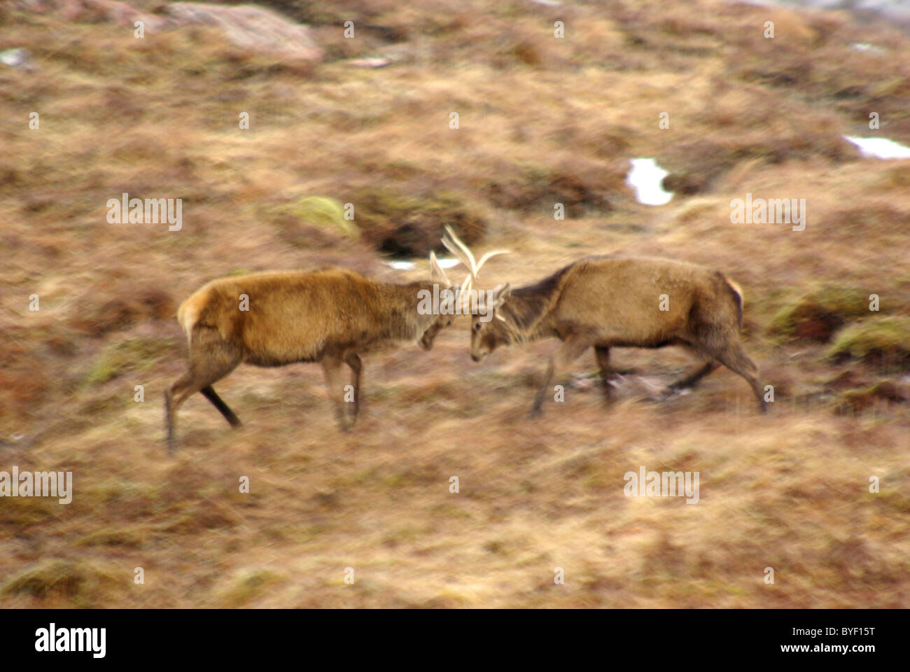 Two stags rutting hi-res stock photography and images - Alamy
