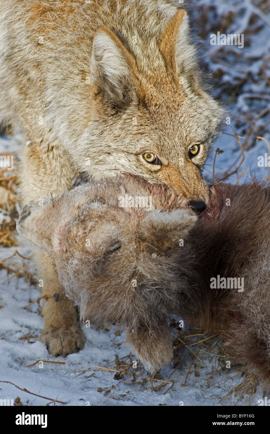 A image of an adult coyote dragging the body of a baby Bighorn Sheep ...