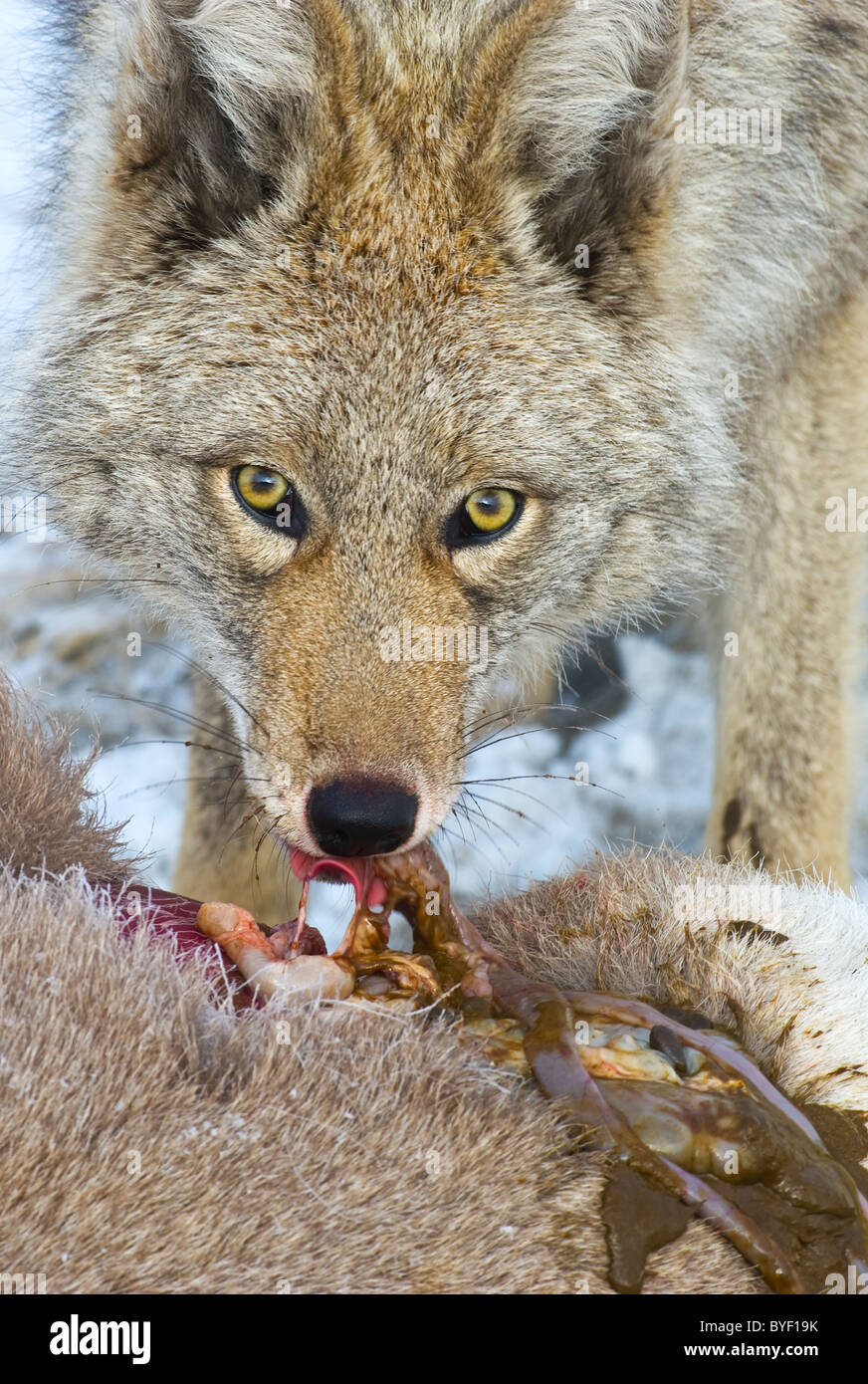 A close up image of an adult coyote feeding on the body of a dead baby ...