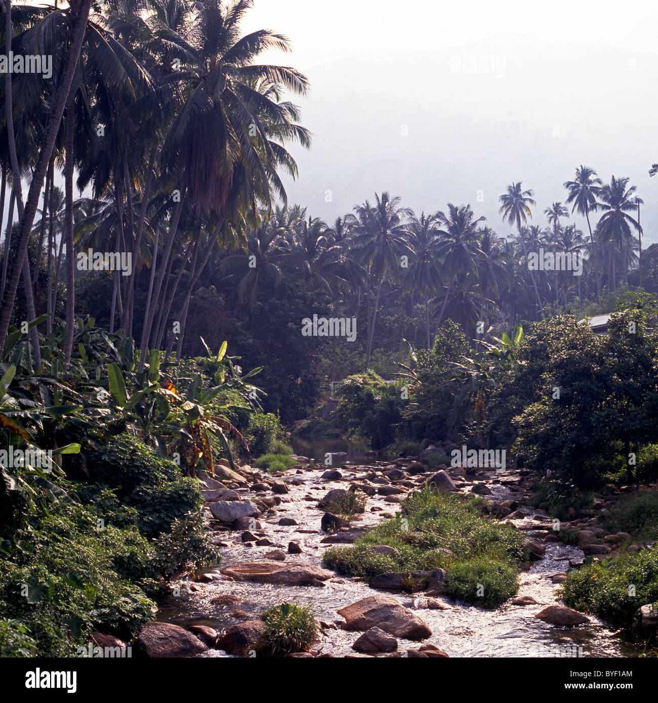River running through forest, Penang Island, Malaysia Stock Photo - Alamy