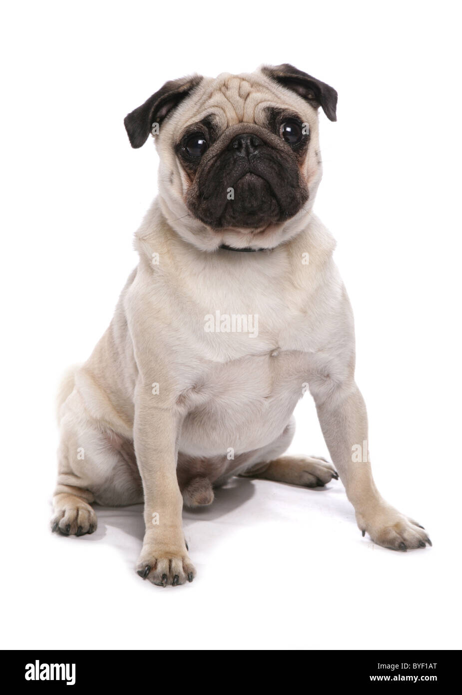 Dog breed pug Cut Out Stock Images & Pictures - Alamy