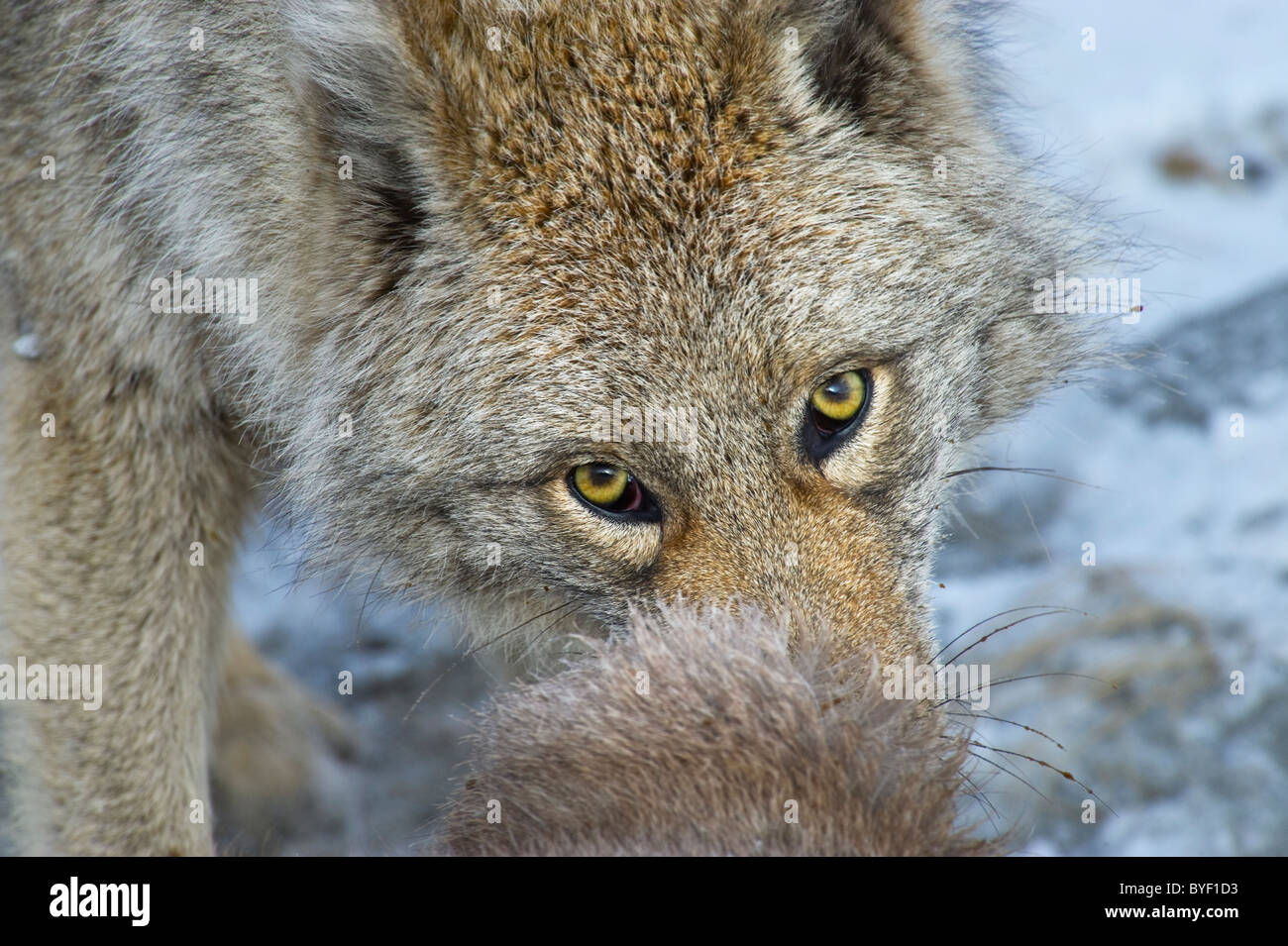 A close up image of an adult coyote feeding a dead Sheep Stock Photo ...