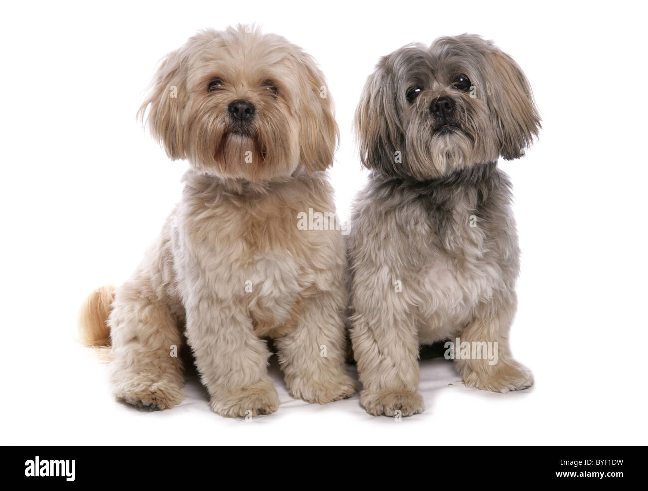Shih tzu dogs hi-res stock photography and images - Alamy