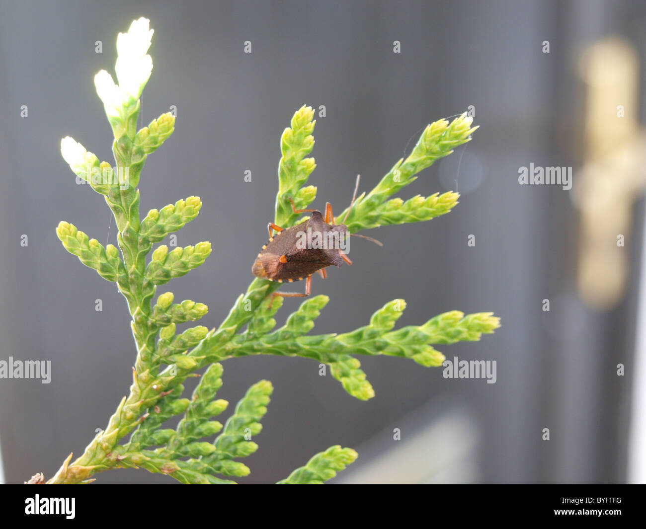 Ireland insect hi-res stock photography and images - Alamy
