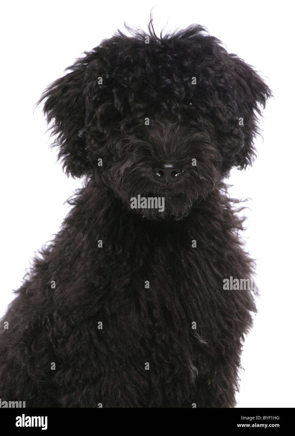 Labradoodle Dog Puppy Cut Out High Resolution Stock Photography and ...