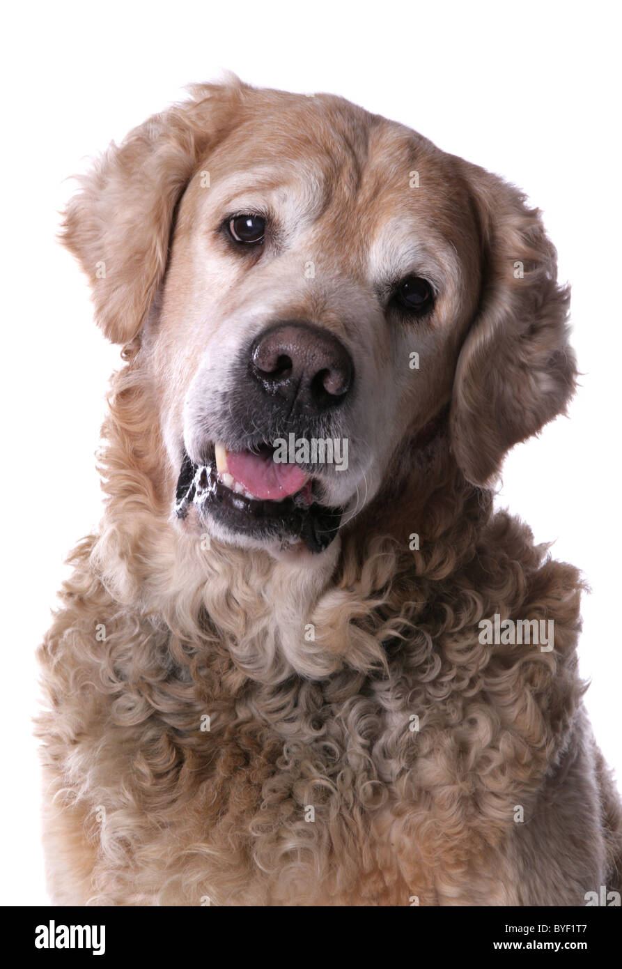 Male golden retriever hi-res stock photography and images - Alamy