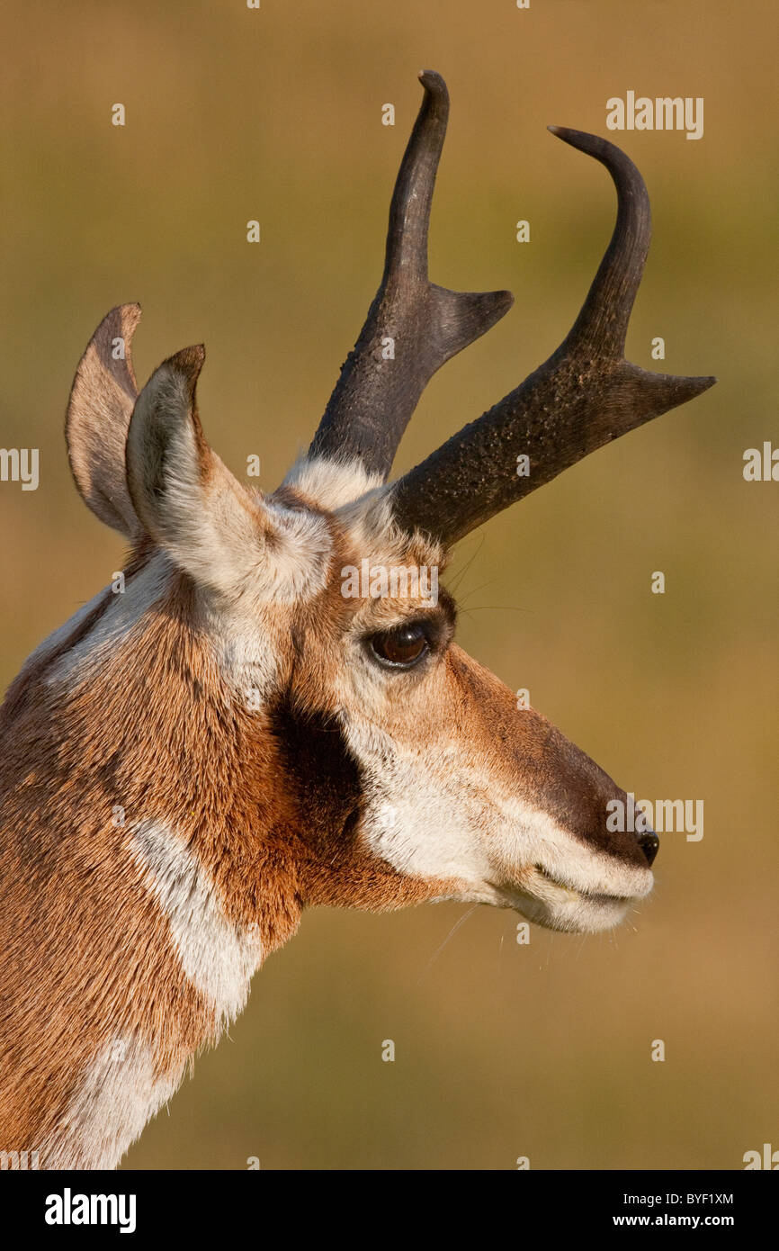 Pronghorn buck in summer afternoon in the Rocky Mountains Stock Photo ...