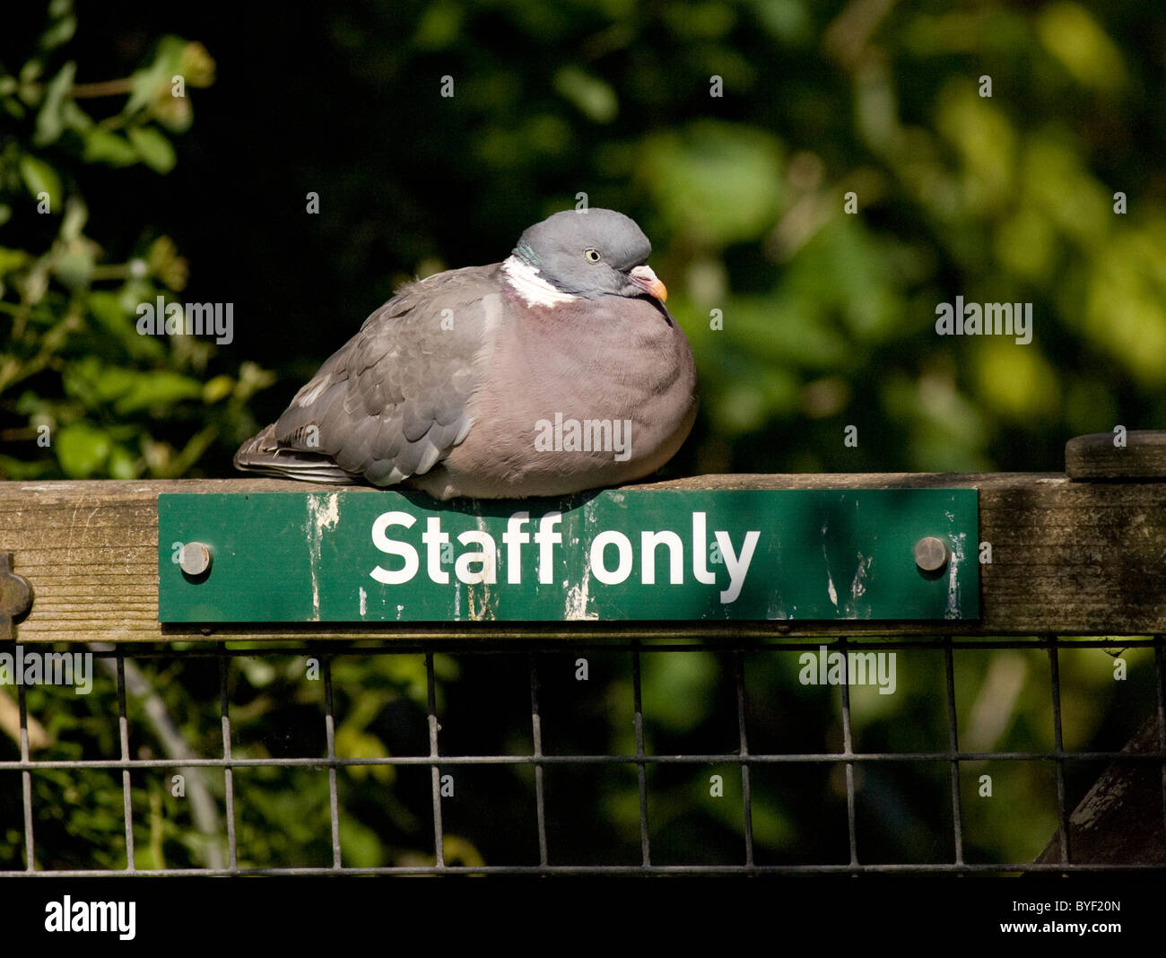 Pigeon on sign hi-res stock photography and images - Alamy