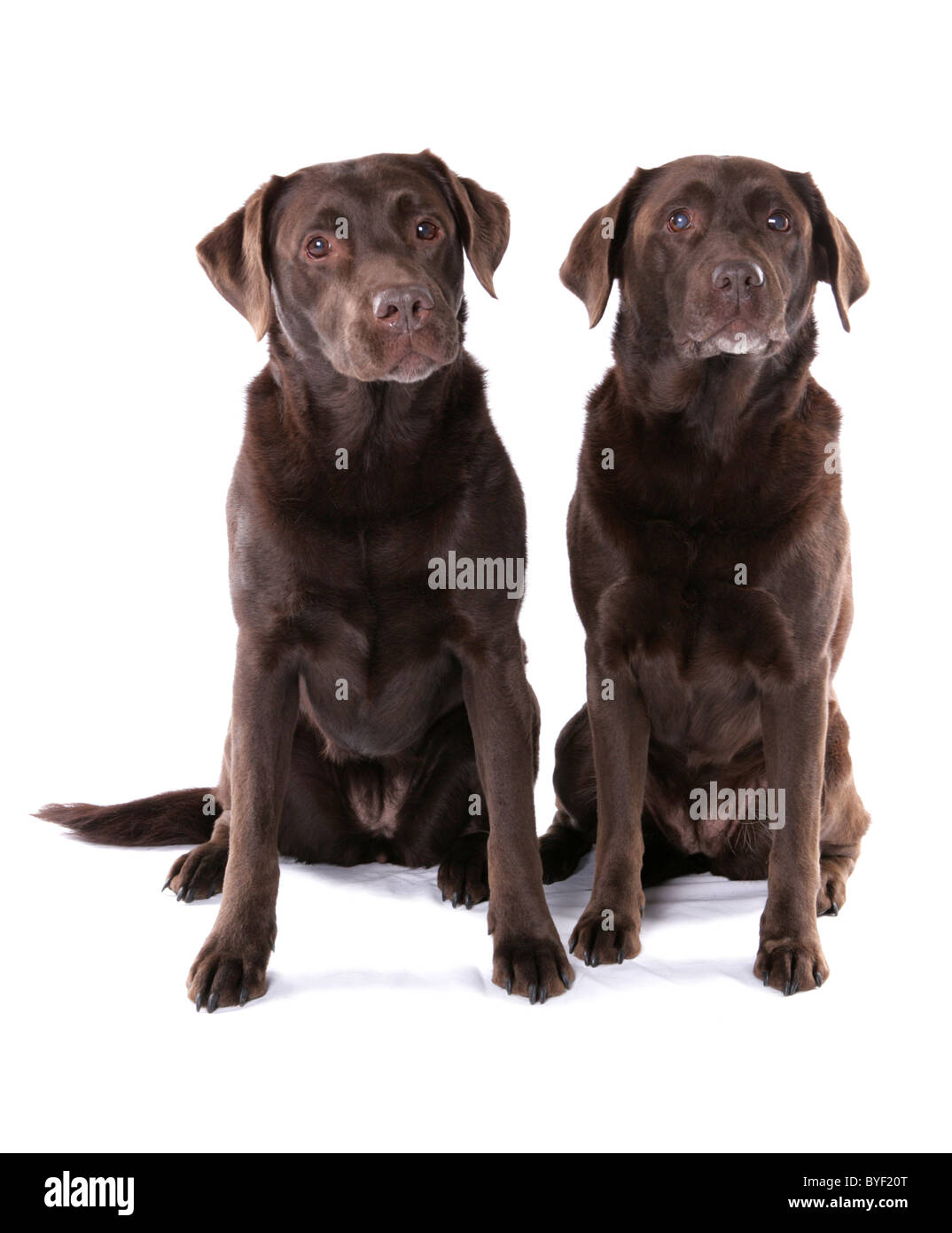Two Labrador Retriever Dogs Two Adult Females Sitting Studio Stock ...