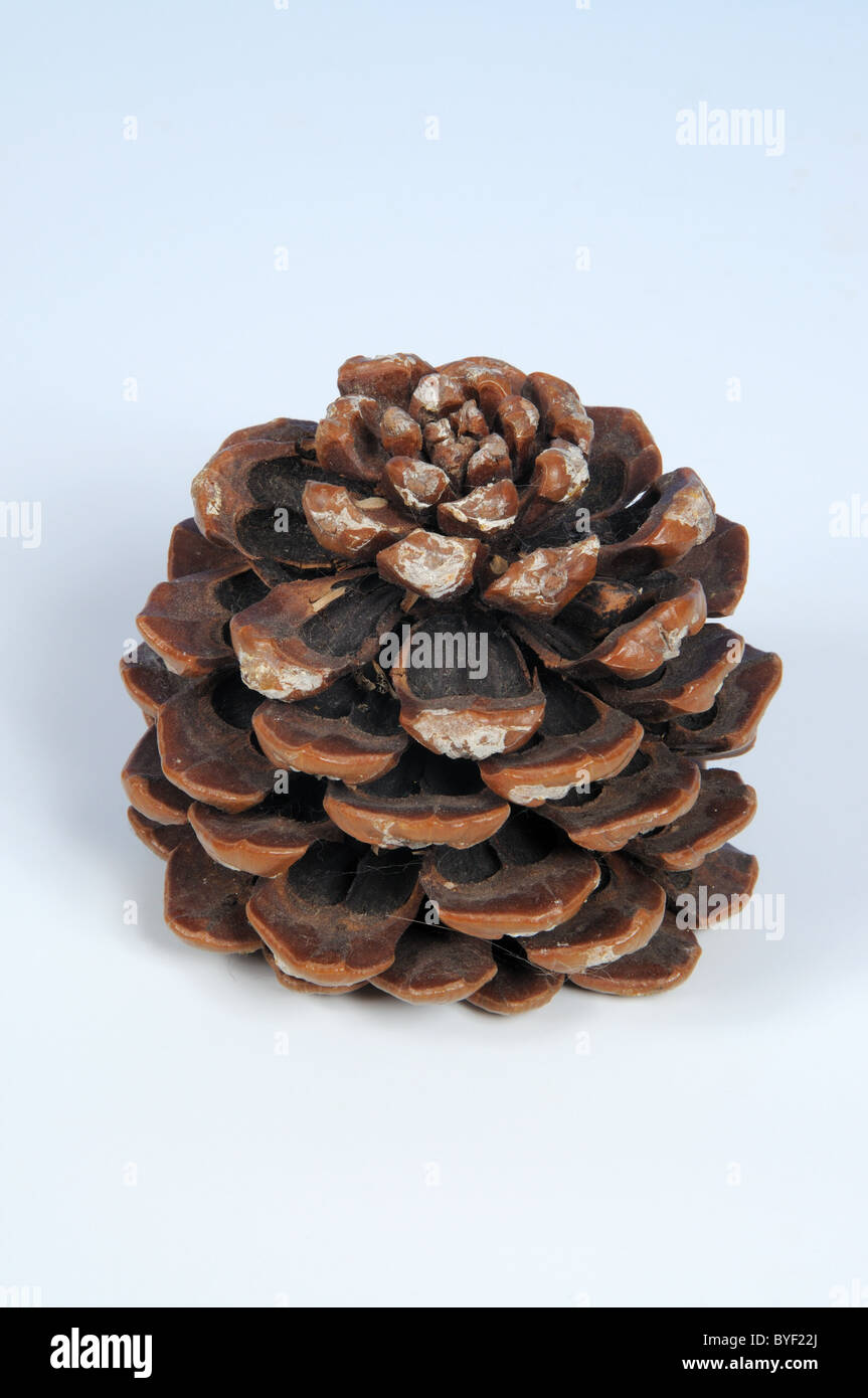 Pinecone against a plain background Stock Photo - Alamy