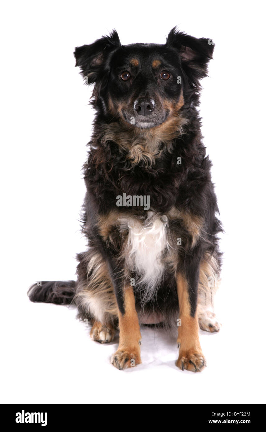 Collie x dog Single adult female sitting studio Stock Photo - Alamy