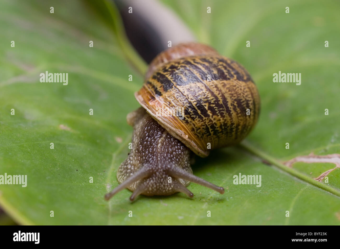 Photo of a garden snail (Helix aspersa Stock Photo - Alamy