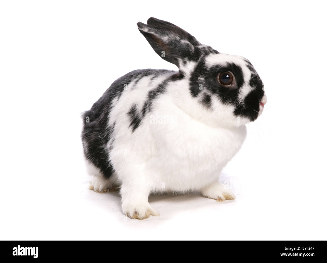 domestic rabbit sitting studio Stock Photo - Alamy