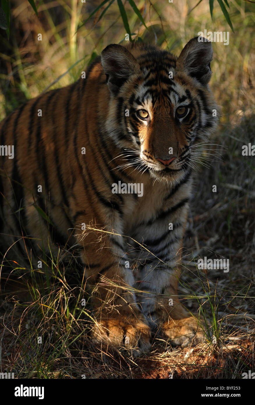 Female wild bengal tiger cub hi-res stock photography and images - Alamy