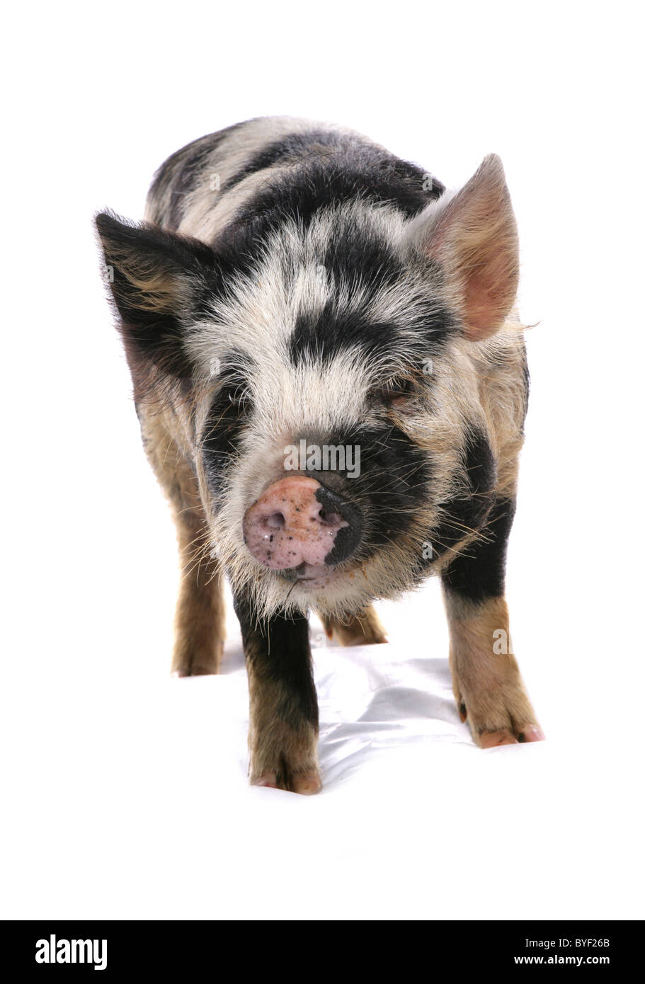 Kune kune pig hi-res stock photography and images - Alamy
