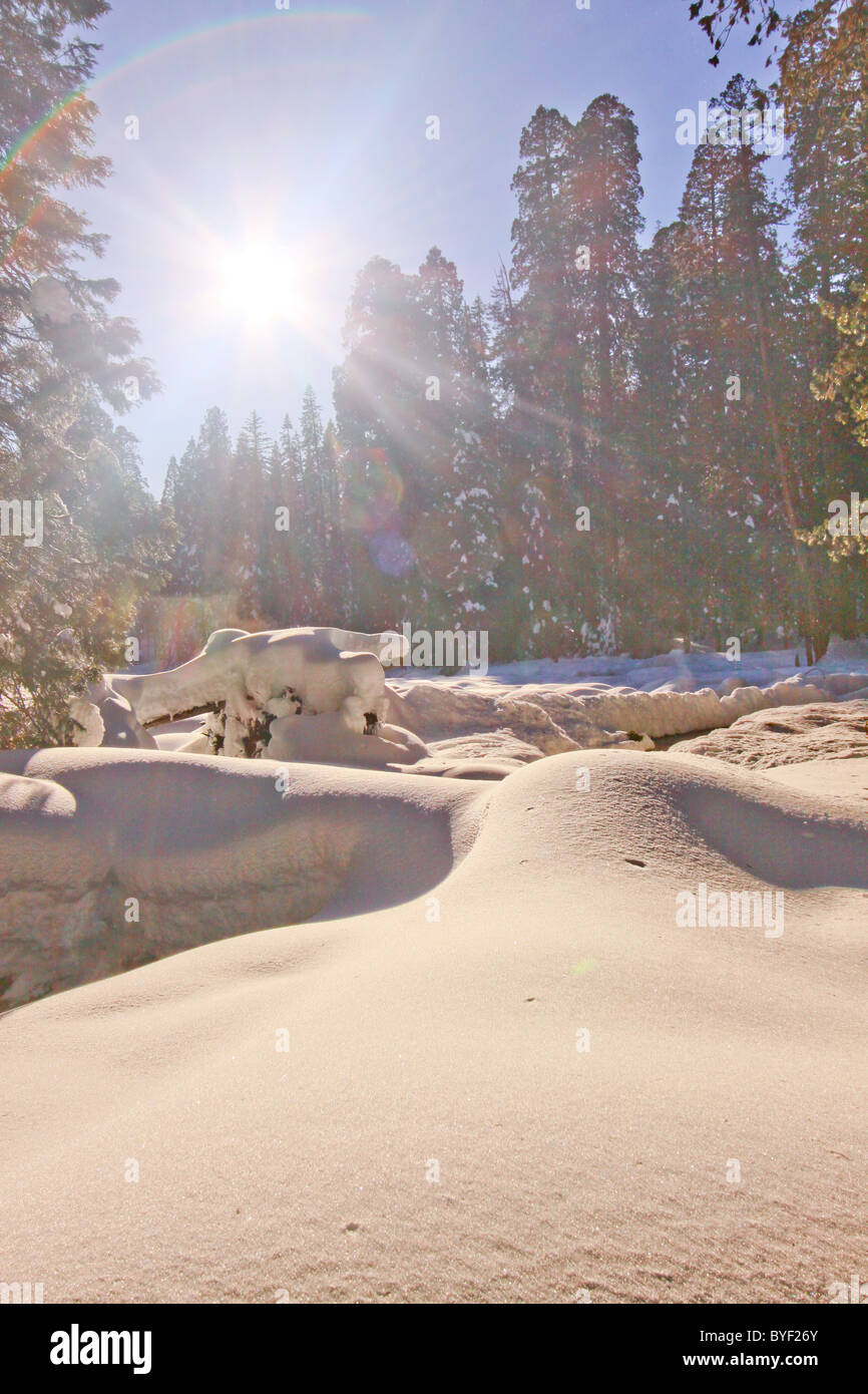 snowy meadow in Sequoia National Park in California Stock Photo - Alamy