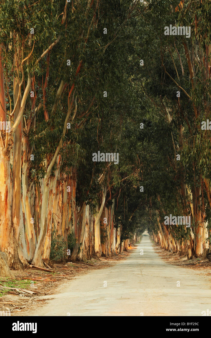 A tree lined rural road Stock Photo - Alamy
