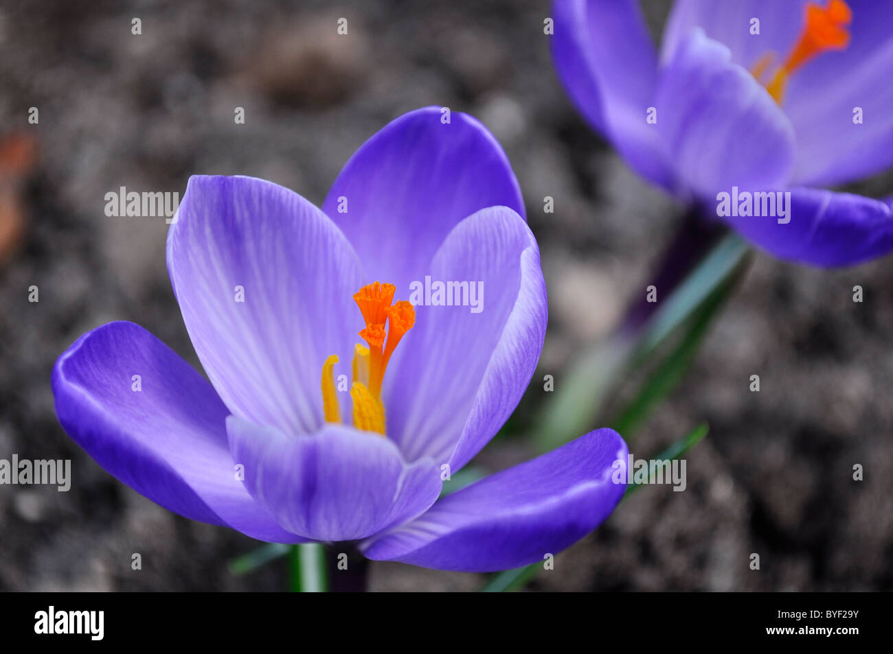 crocus flowers , close up Stock Photo - Alamy