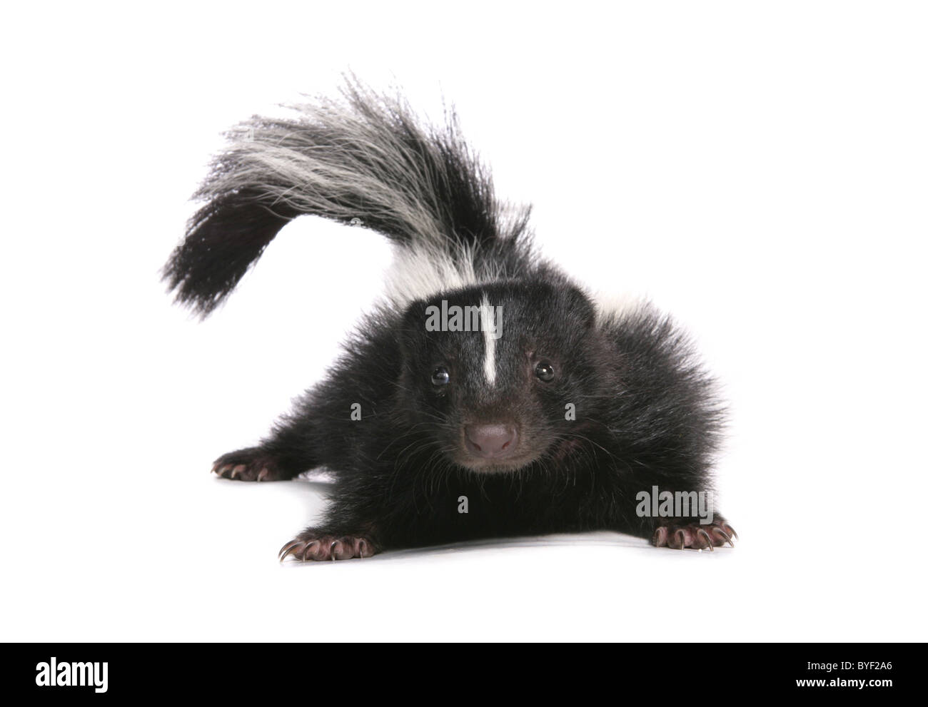 Pet skunk Cut Out Stock Images & Pictures - Alamy