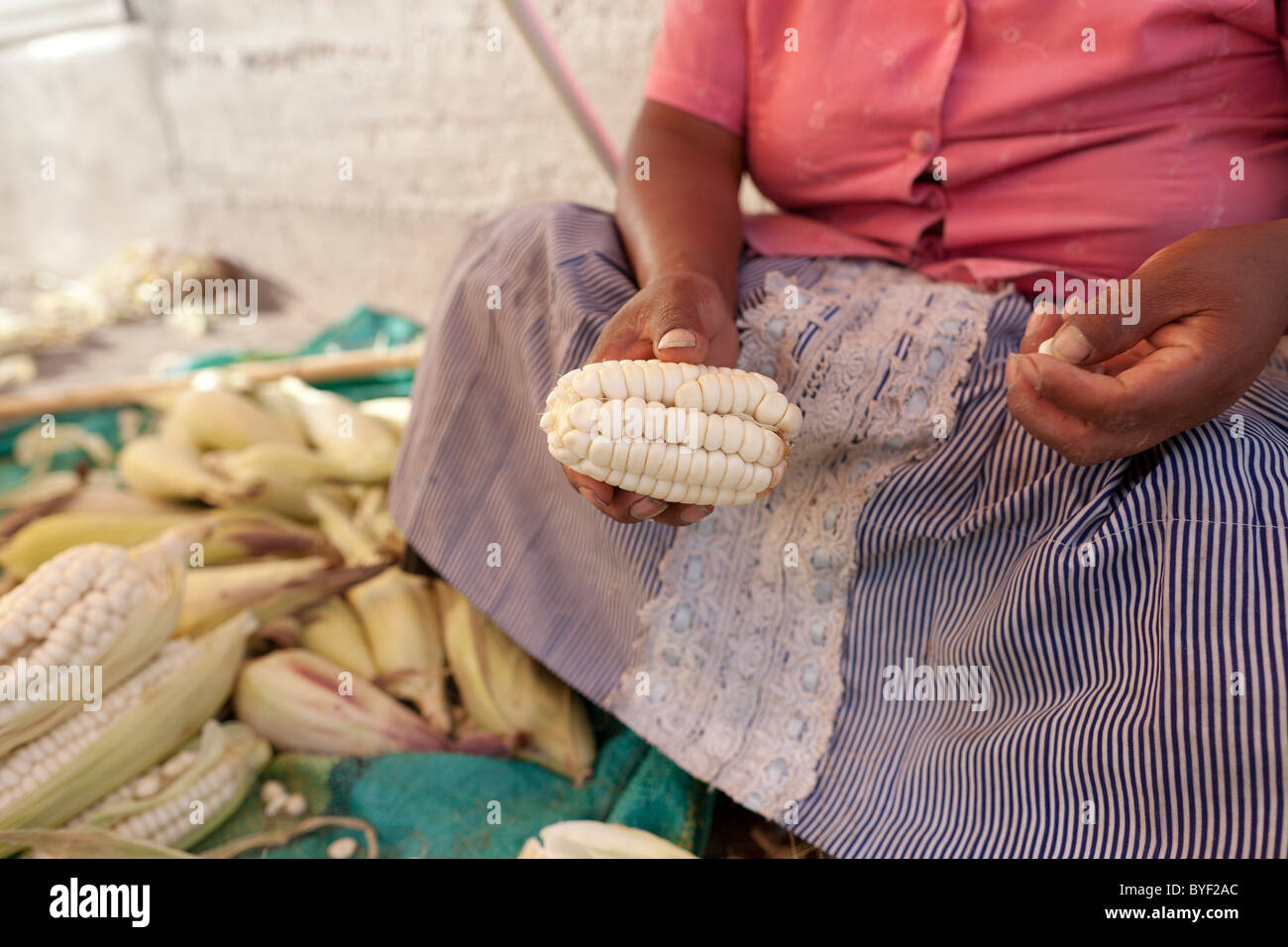 A woman holds an ear of Large kernel corn or Choclo in the market in ...