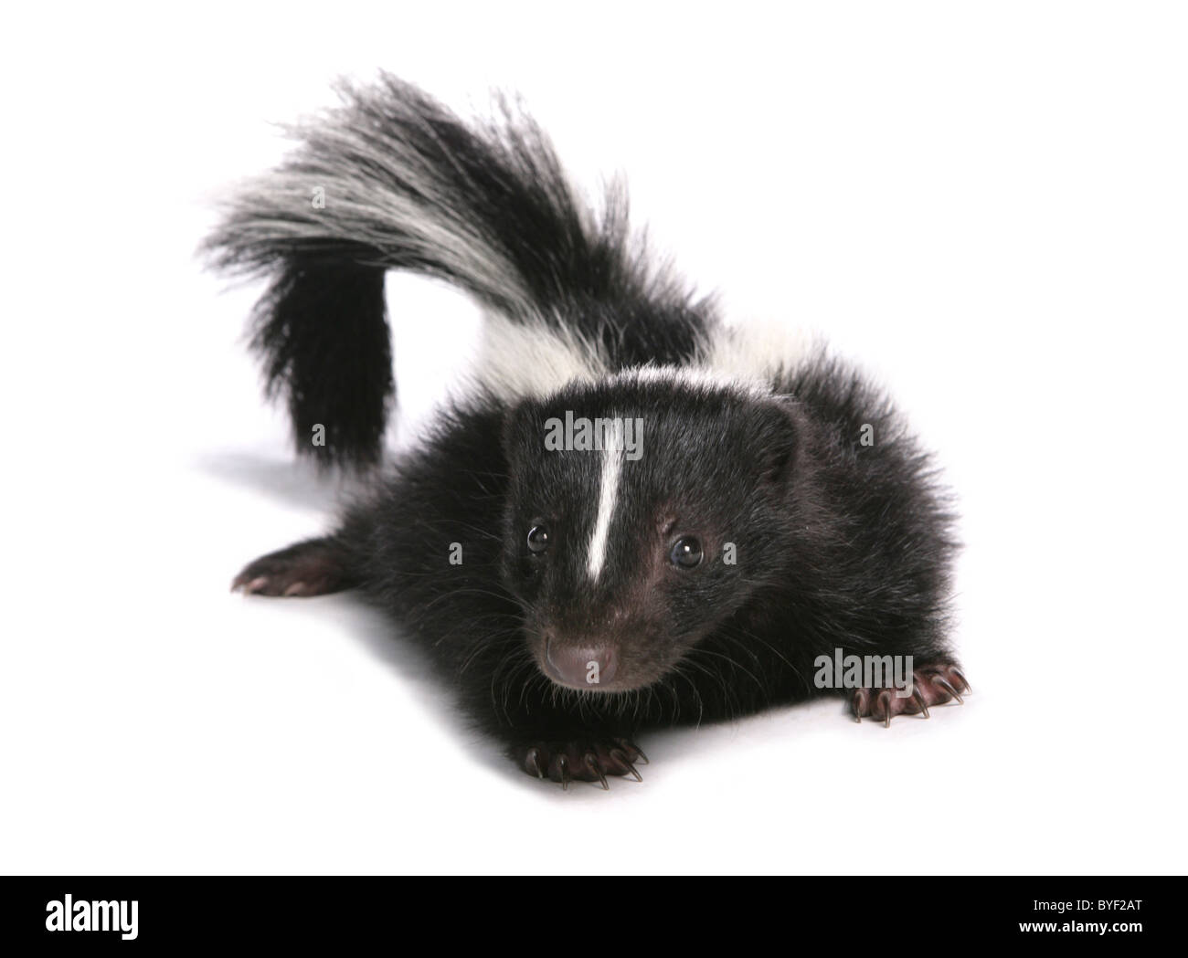 Pet skunk hi-res stock photography and images - Alamy