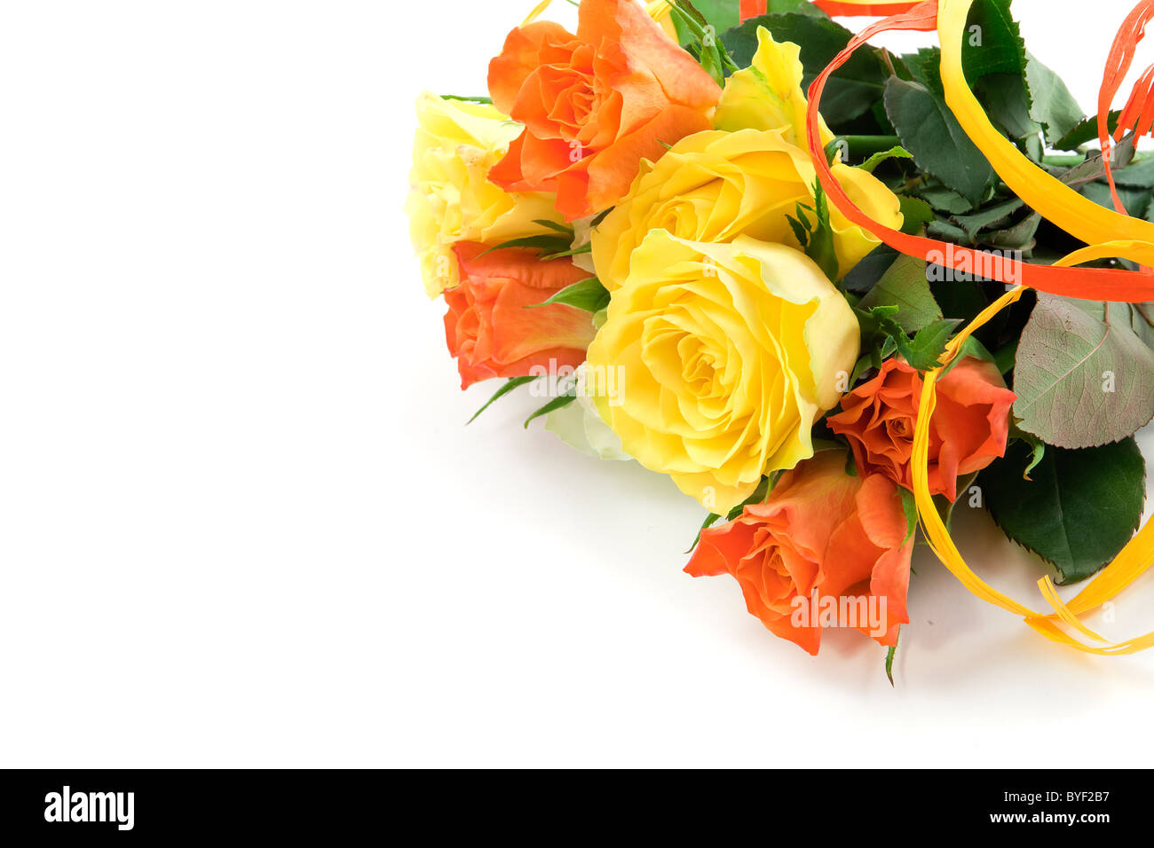 multi-colored roses on a white background Stock Photo - Alamy