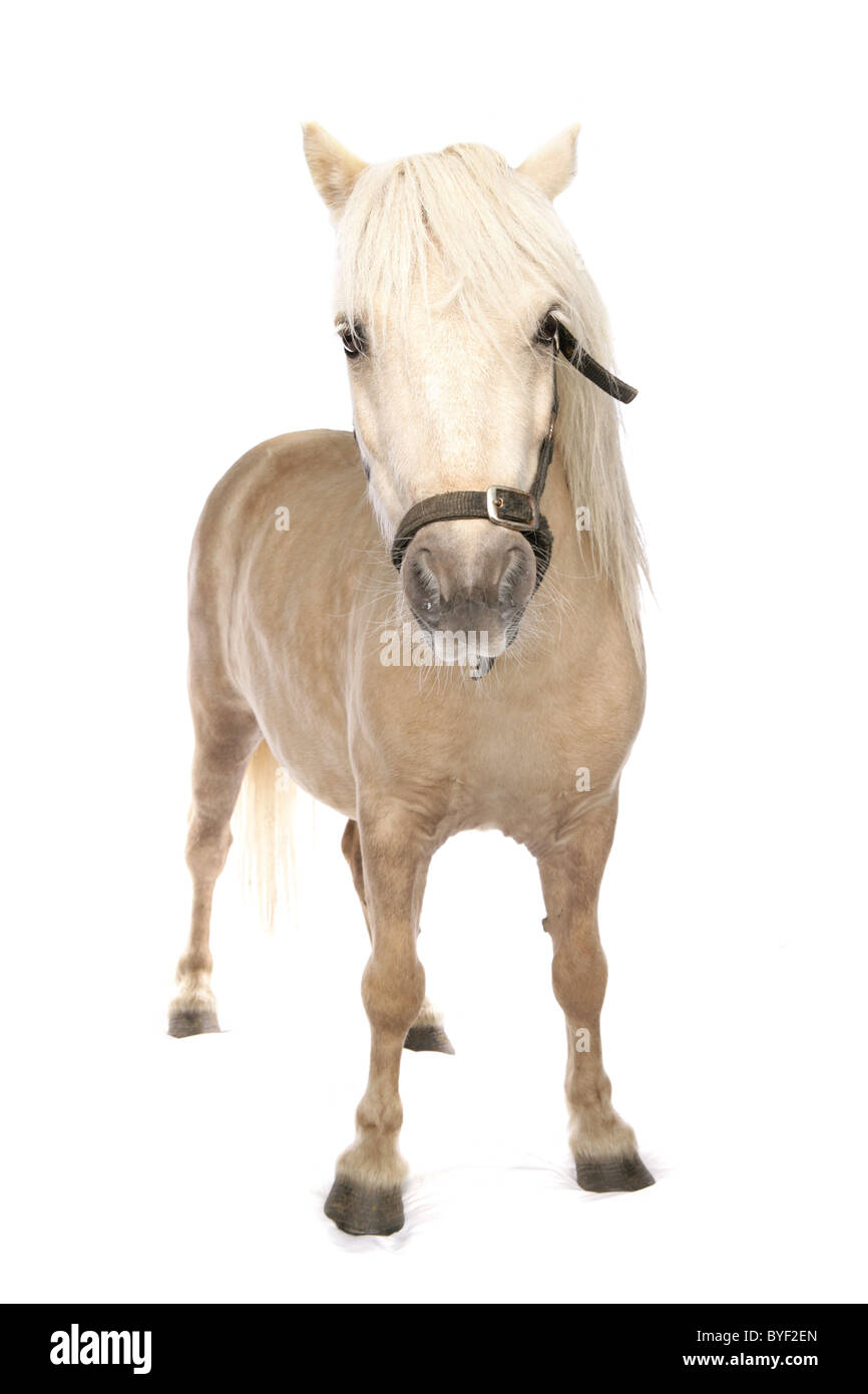 Shetland pony working hi-res stock photography and images - Alamy