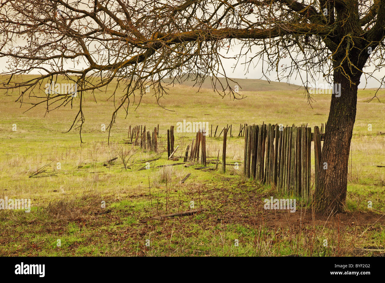 A tree overlooking a line of broken fence posts Stock Photo - Alamy