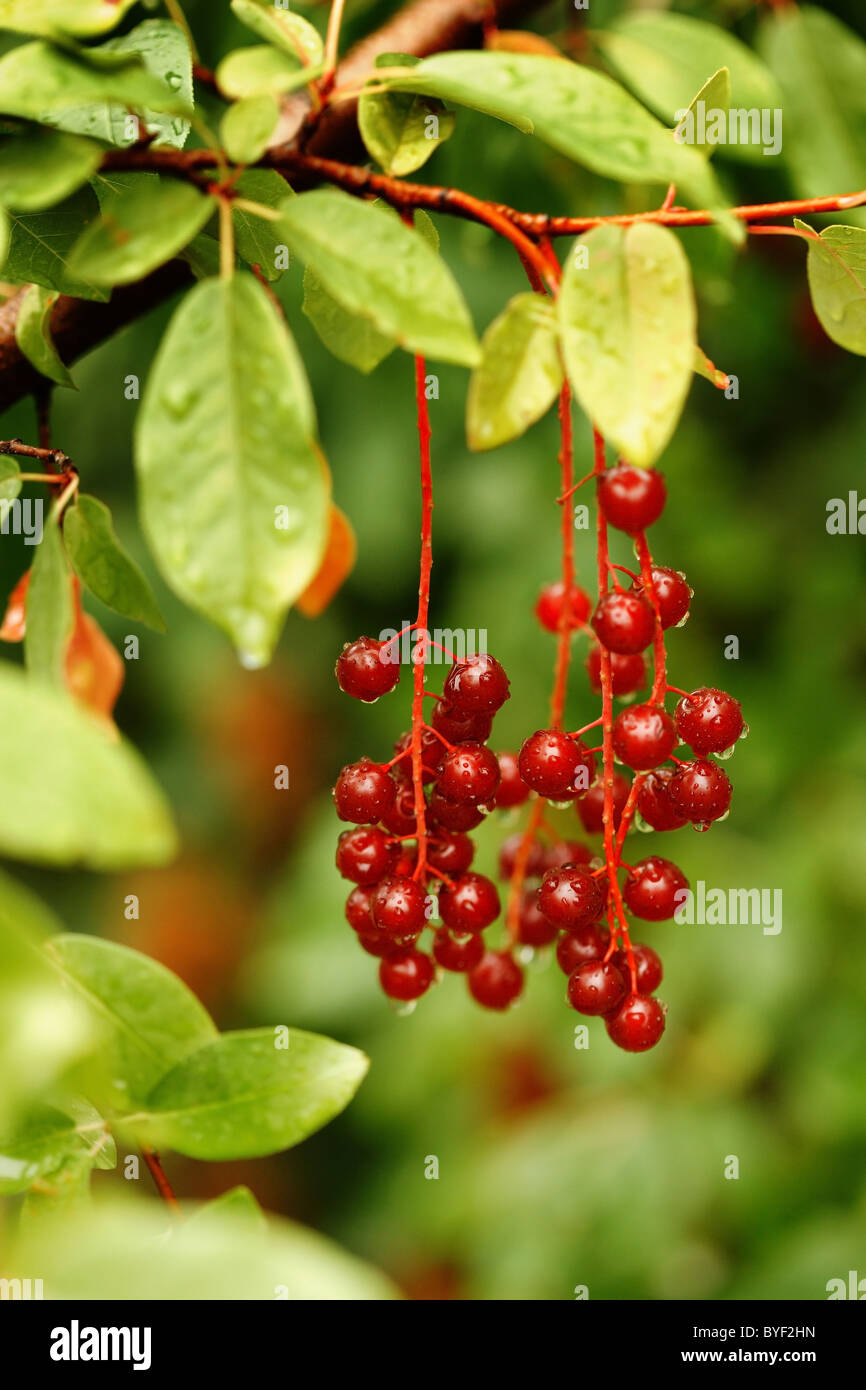Choke cherries hi-res stock photography and images - Alamy