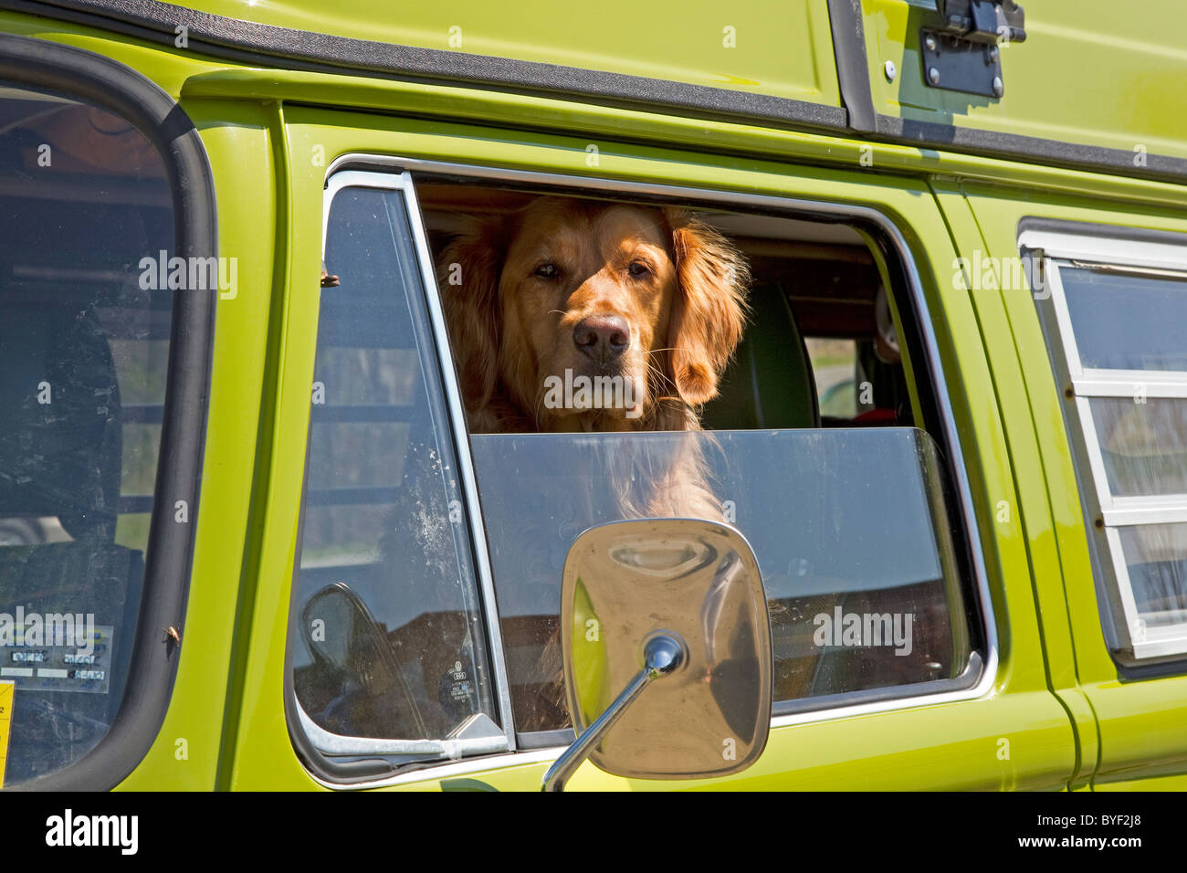 Riding golden retriever hi-res stock photography and images - Alamy