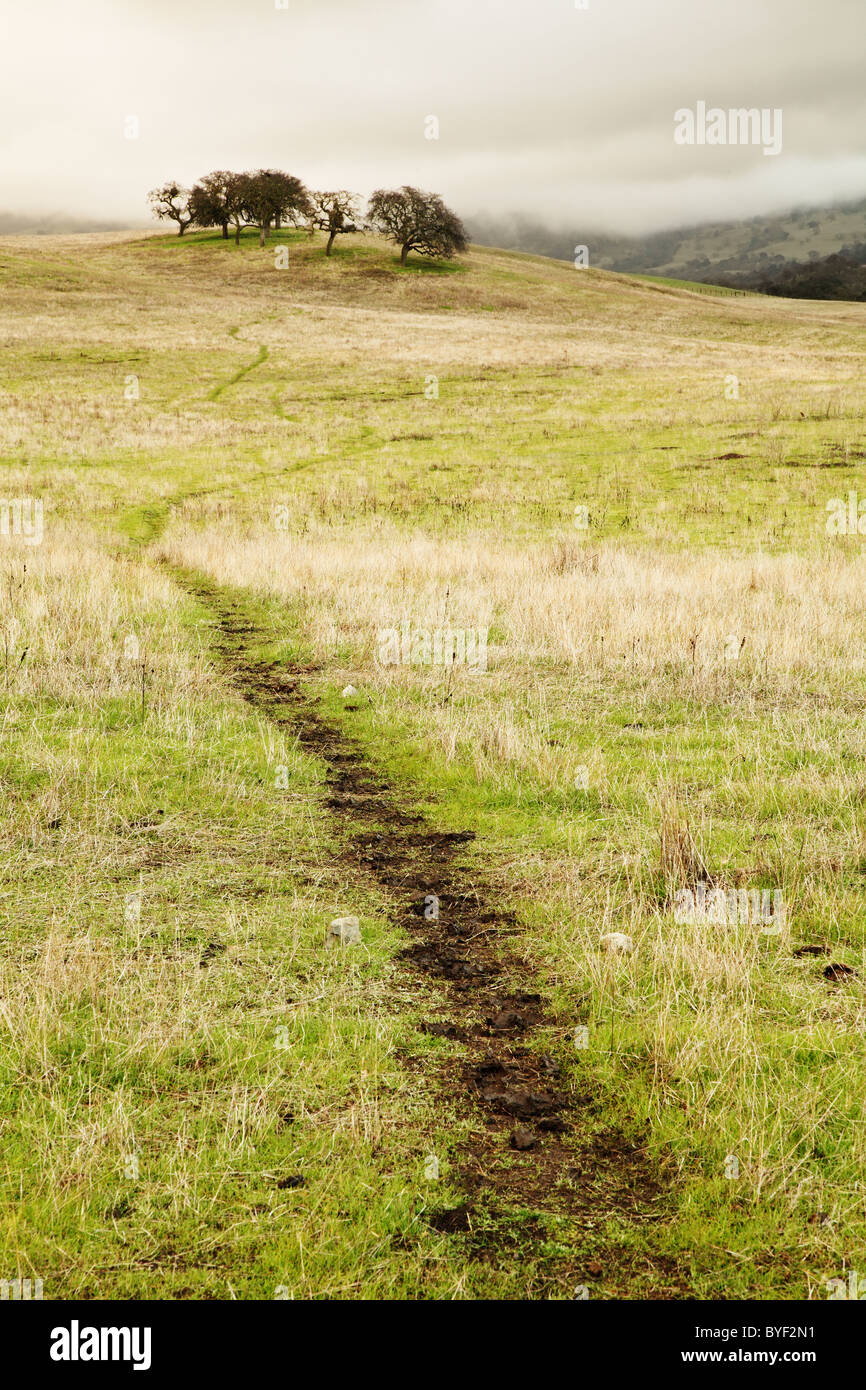Cattle Path High Resolution Stock Photography and Images - Alamy