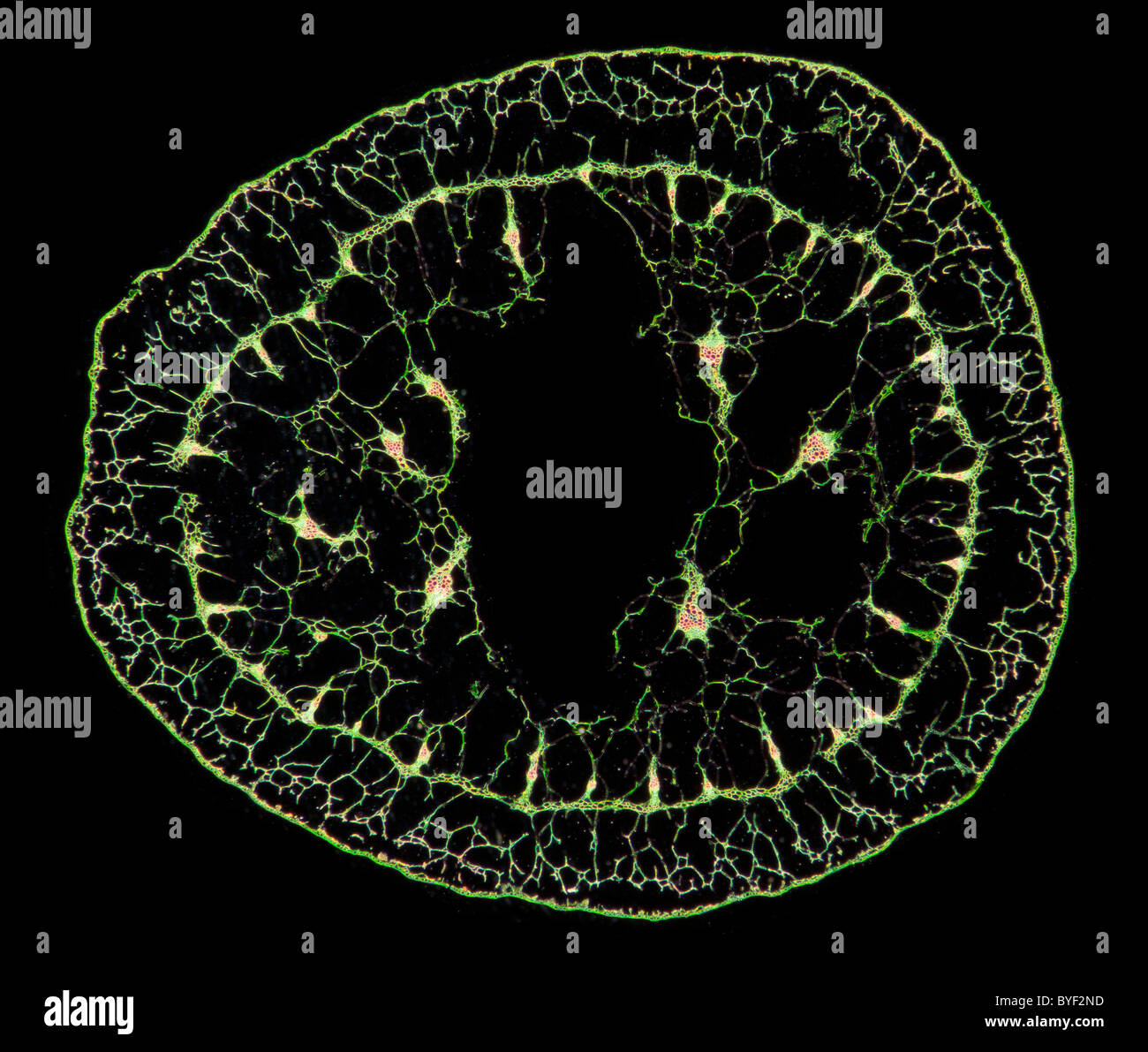 Xylem phloem vascular bundles pith osmosis darkfield photomicrograph hi ...