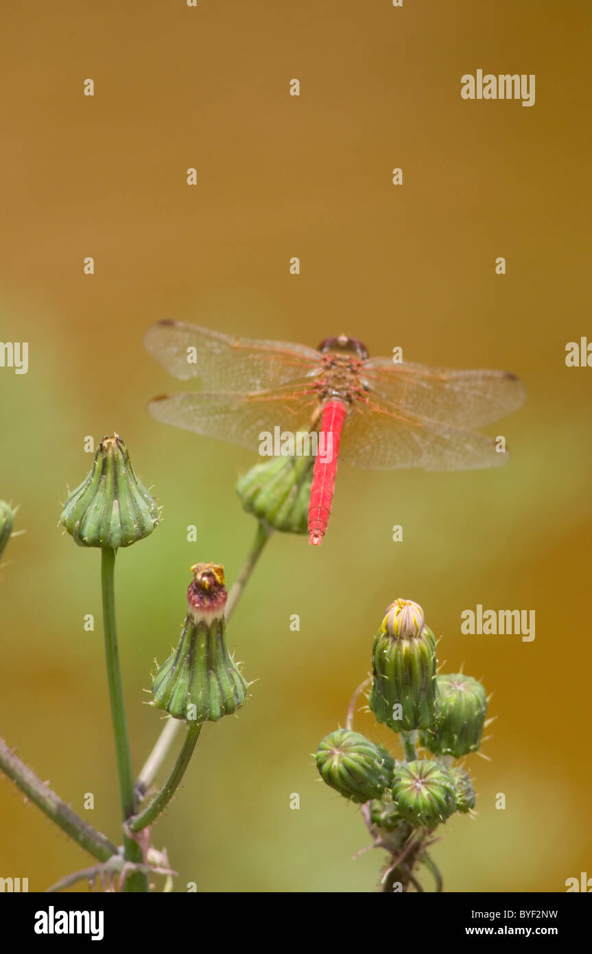 Photo of a Cardinal Meadowhawk male (Sympetrum illotum) from behind ...