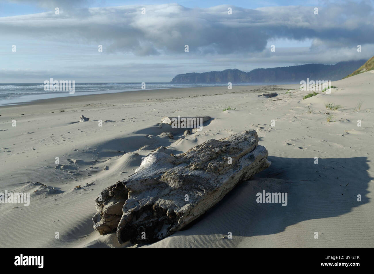 Oregon Coast, Oregon, Ocean, Sea, Sand Dunes, Dune Stock Photo - Alamy