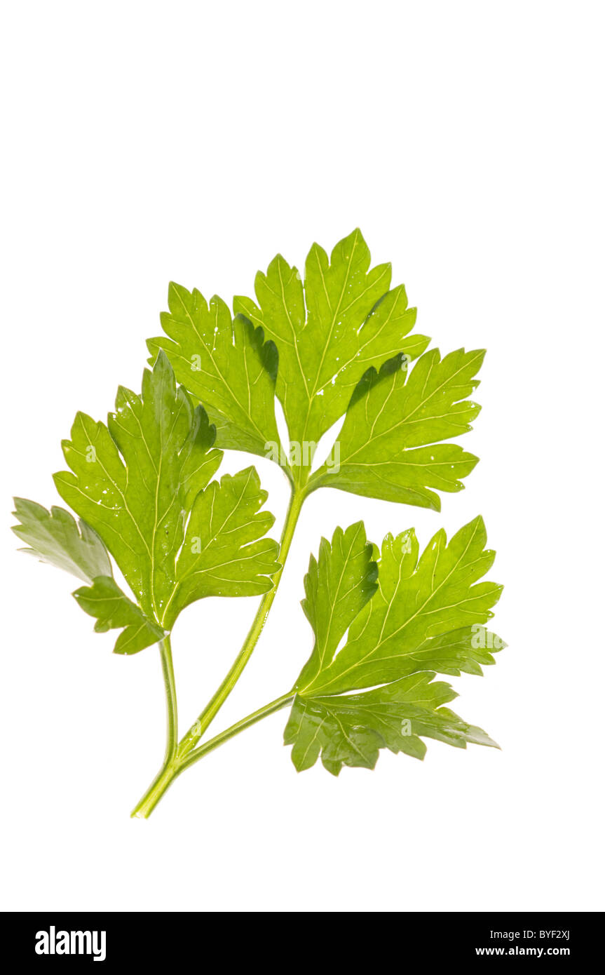 Fresh food leaves isolated over white background Stock Photo - Alamy