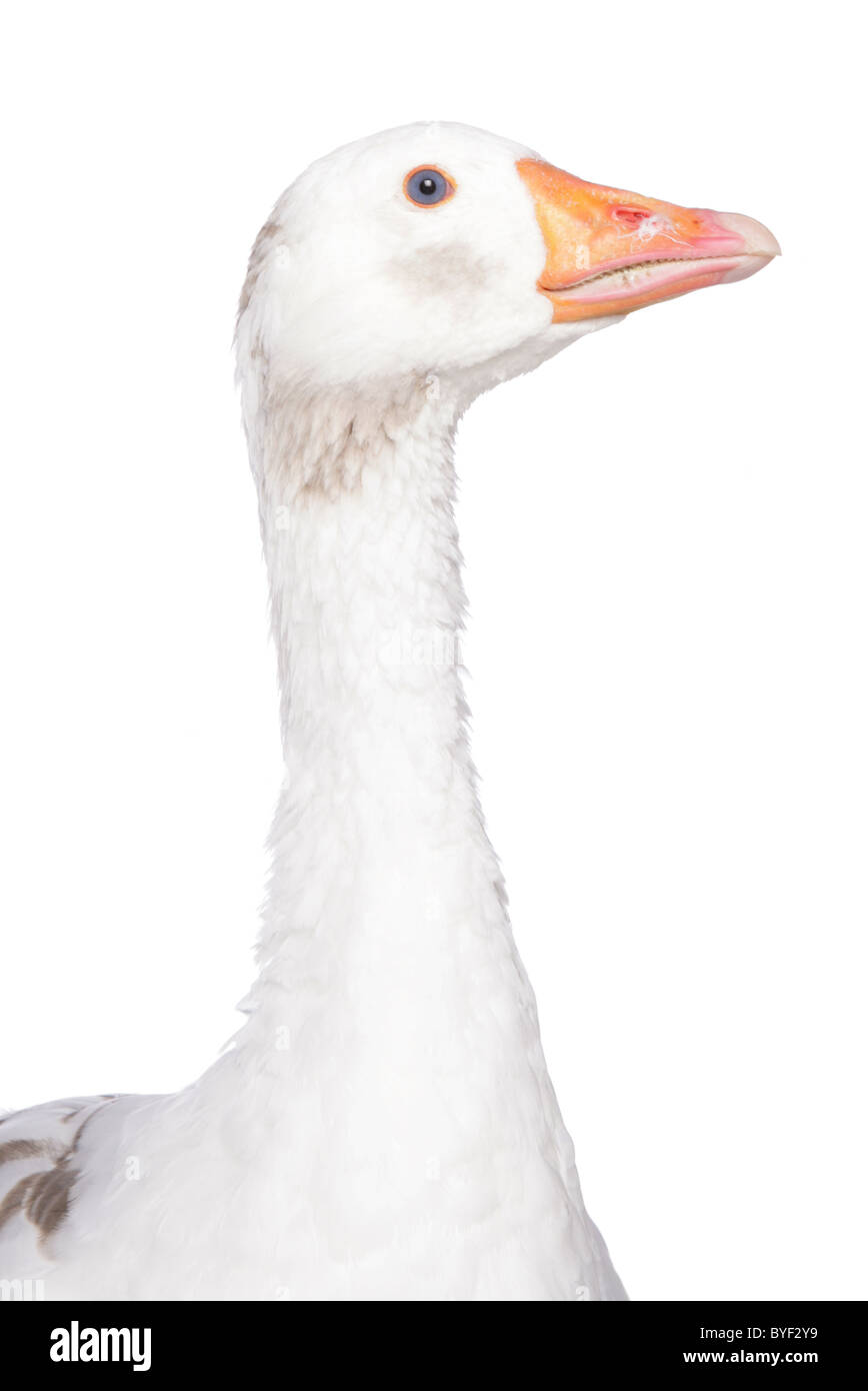 West of England Goose standing studio Stock Photo - Alamy