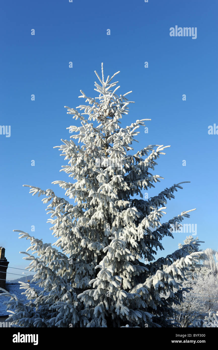 Fir tree hi-res stock photography and images - Alamy