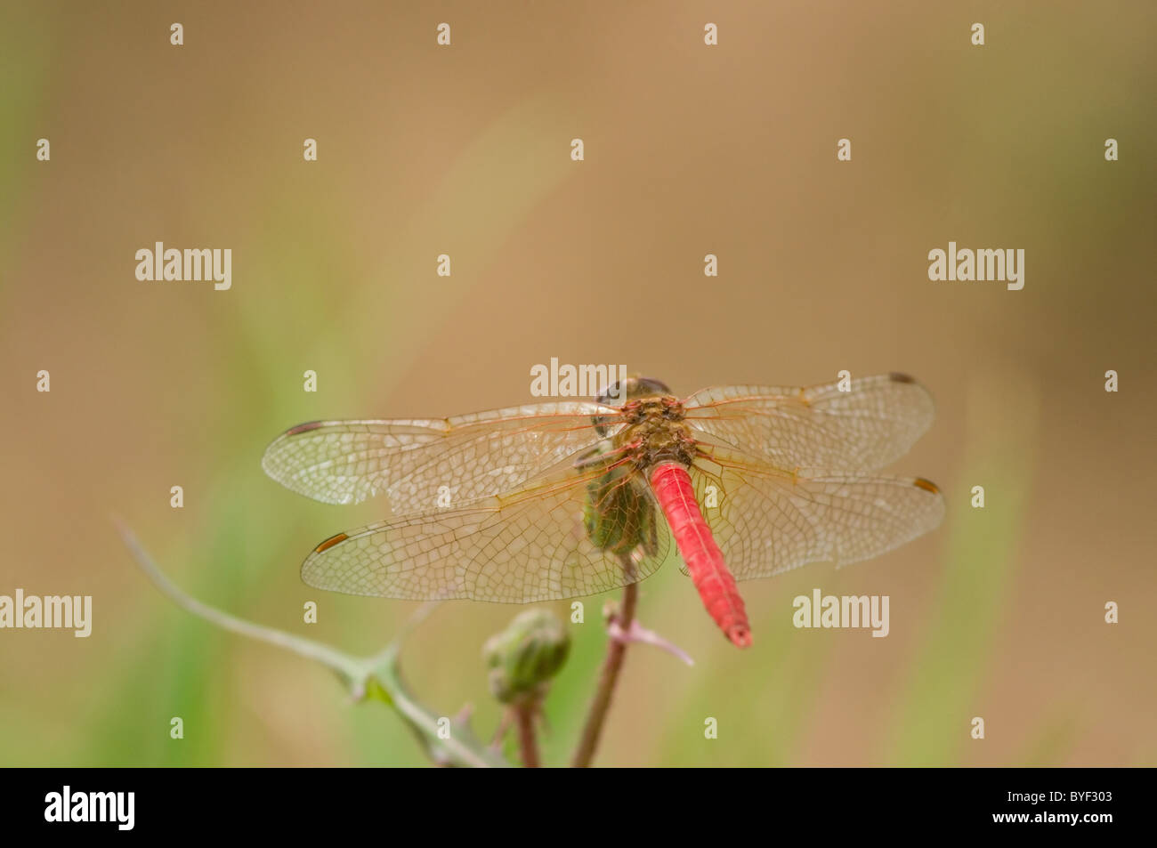 Photo of a Cardinal Meadowhawk male (Sympetrum illotum) from behind ...