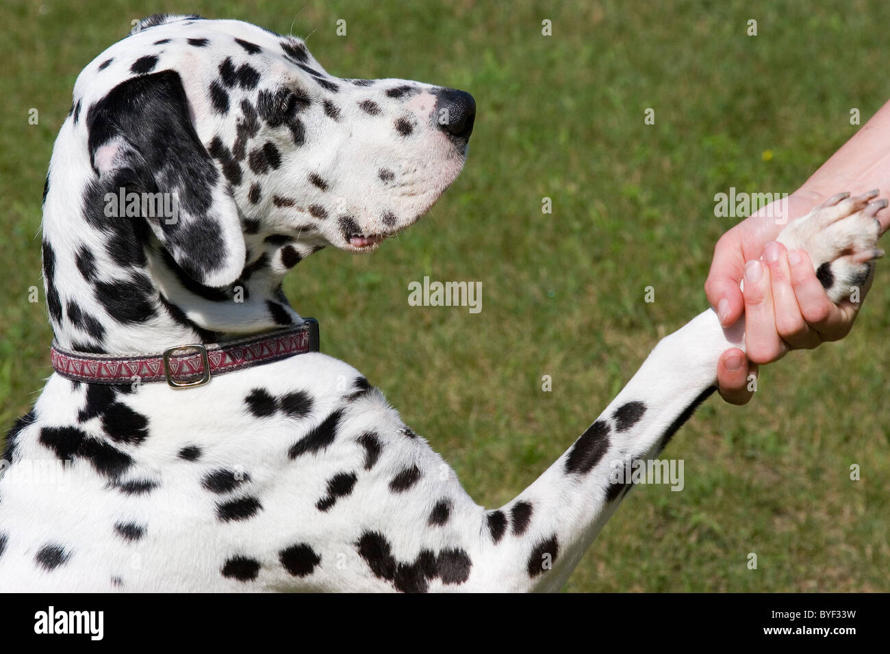 Dalmatian dog shaking hands, dog trick, dalmation Stock Photo - Alamy
