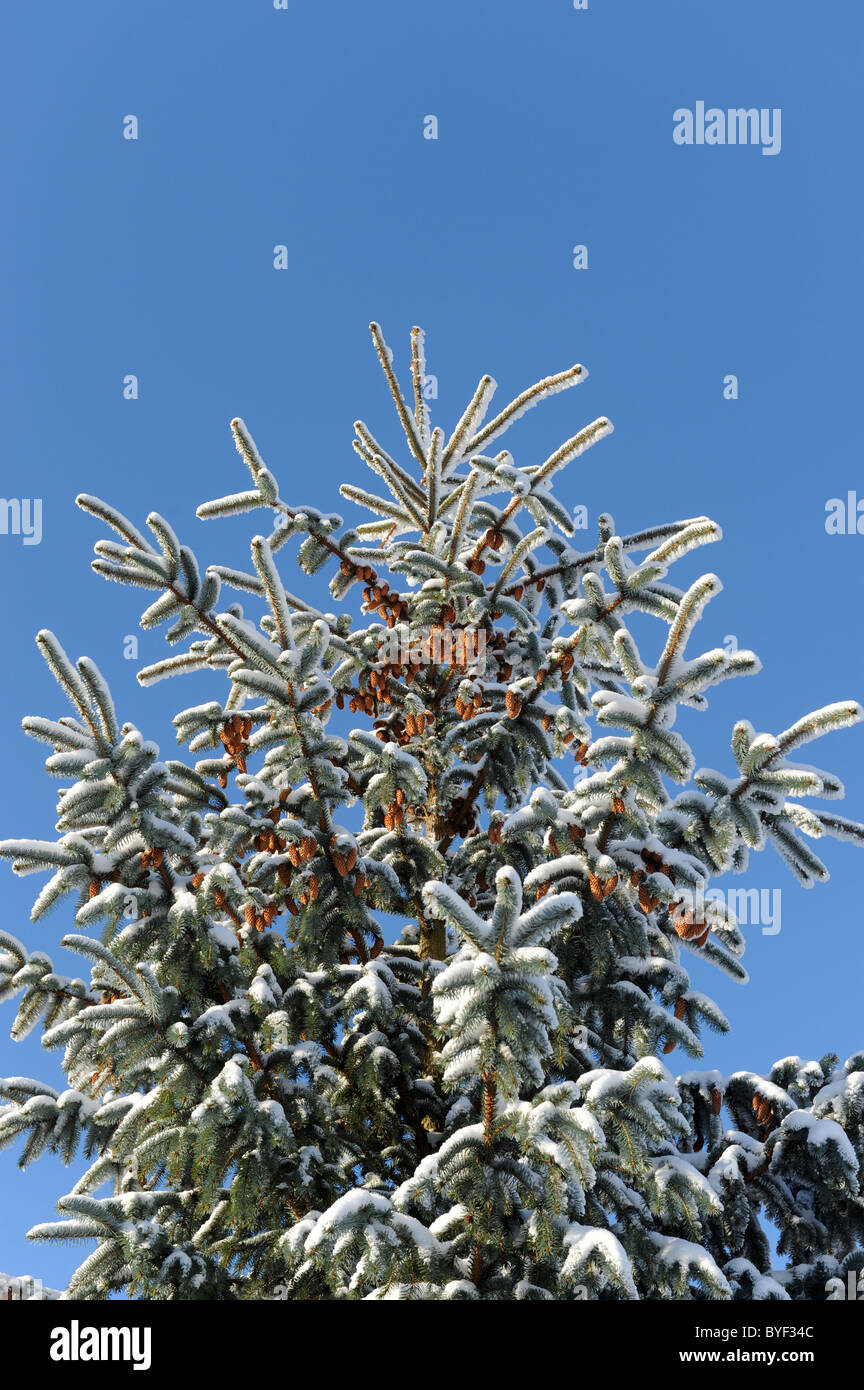Fir trees uk winter hi-res stock photography and images - Alamy
