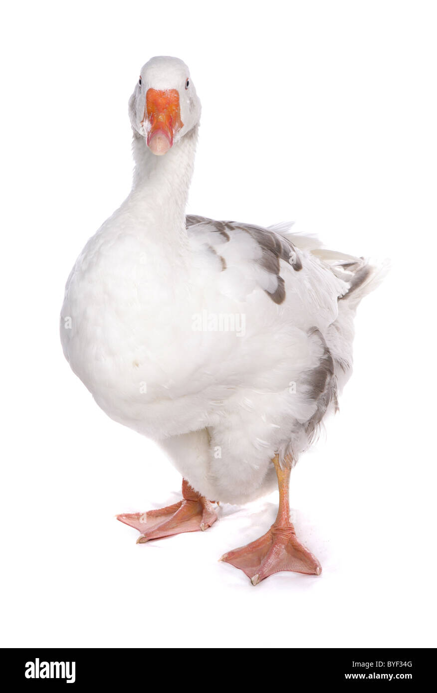 West of England Goose standing studio Stock Photo - Alamy