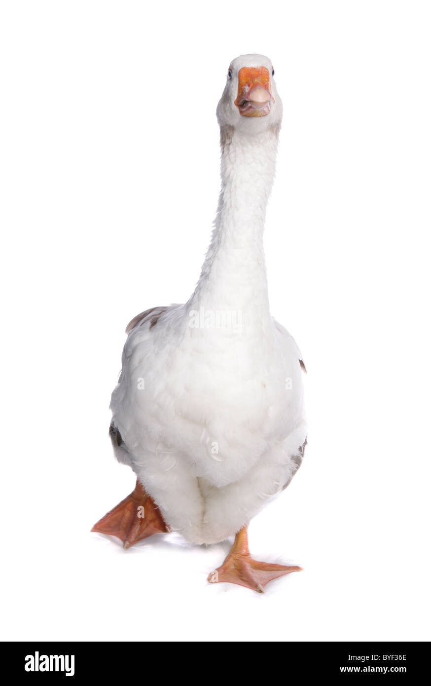 West of England Goose standing studio Stock Photo - Alamy