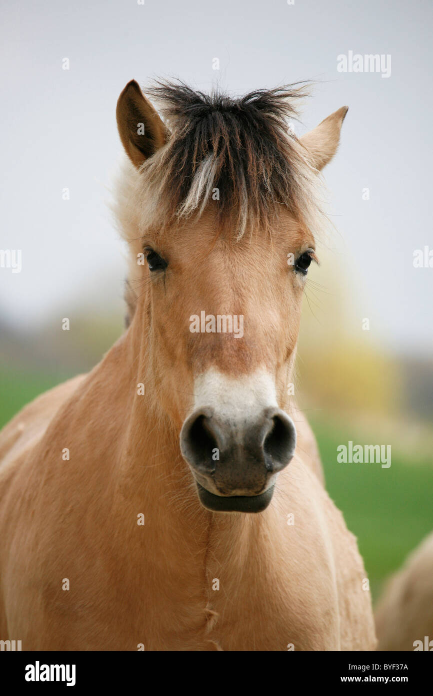 Norweger hi-res stock photography and images - Alamy
