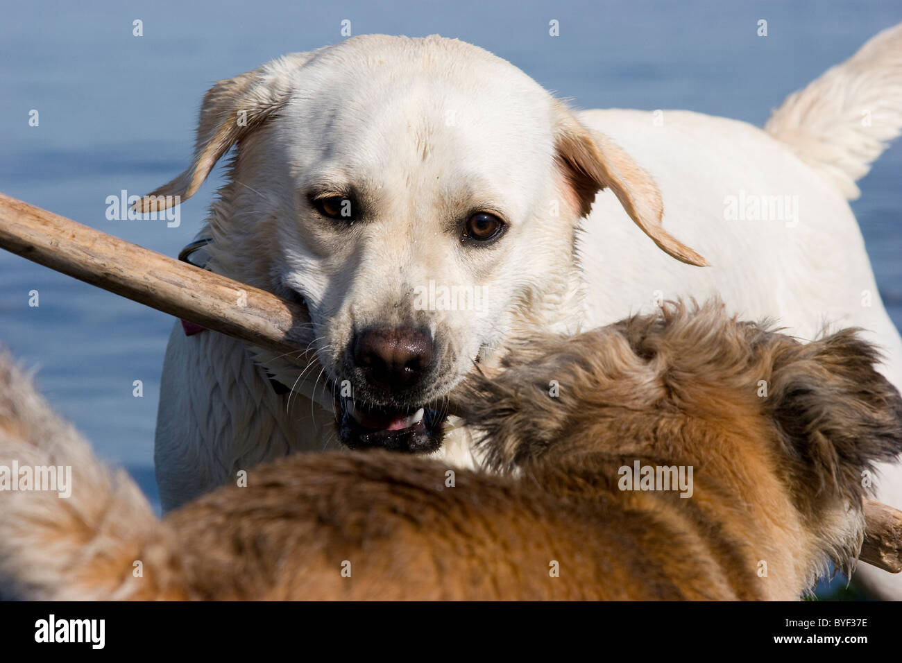 Stickhappy hi-res stock photography and images - Alamy